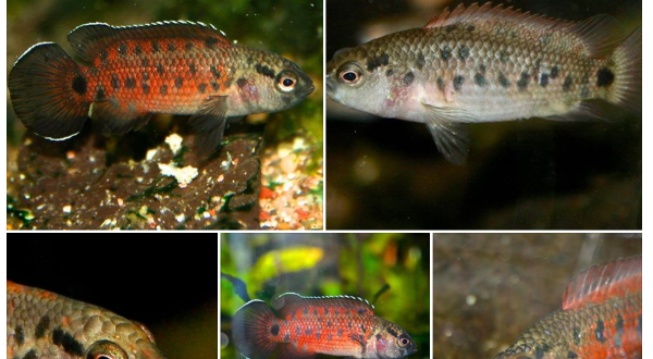 Breeding Rare Badis Assamensis of India - Biotope One