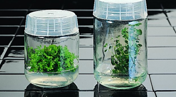 5 Vessels and Containers for Plant Tissue Culture - Biotope One